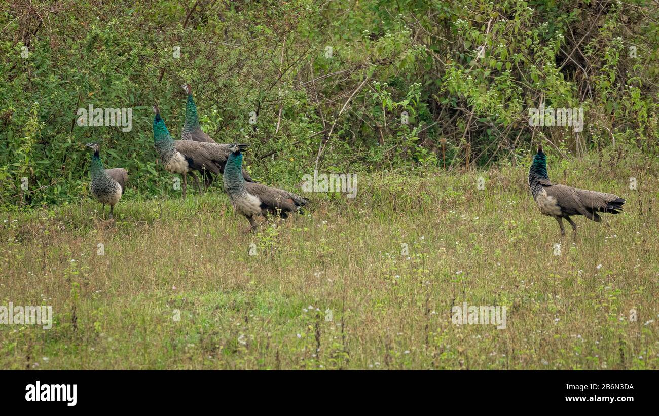 Pea hens in the forest of Wayanad, India Stock Photo - Alamy