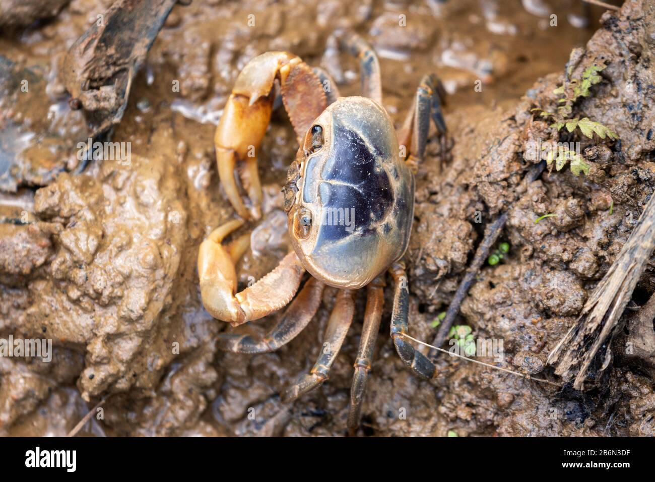 Native to wayanad forest area of India Stock Photo - Alamy