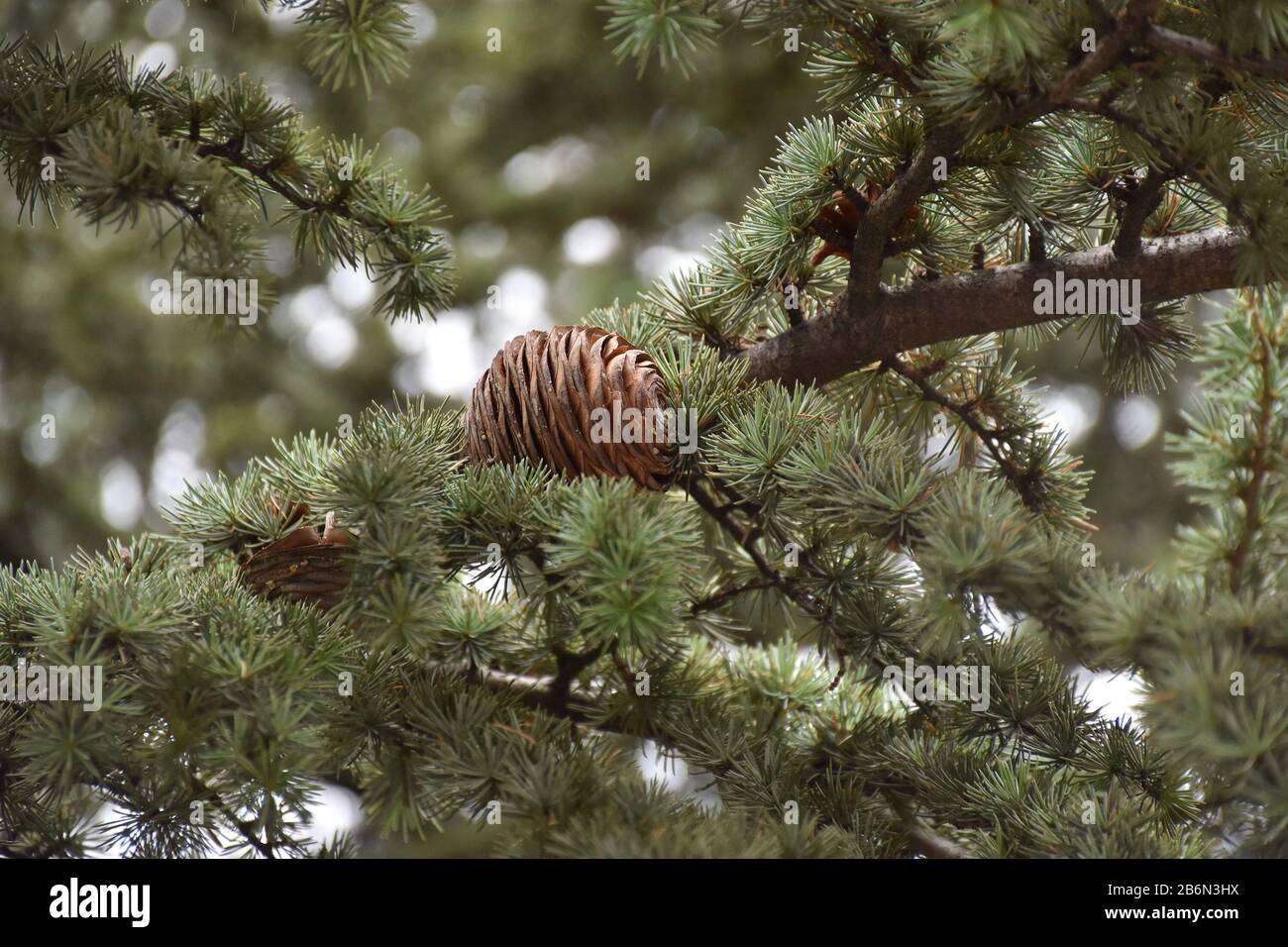 A branch of evergreen tree with pale green needles and one round cone ...