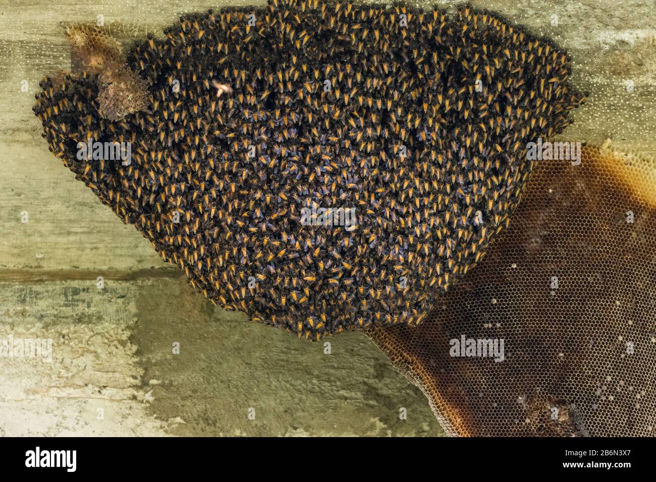 Wild bee nest and honeycomb hanging under bridge Stock Photo - Alamy