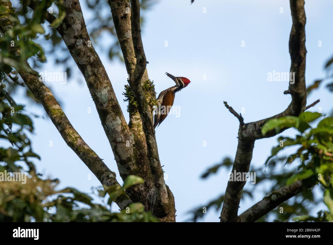 Wild in Wayanad Forest, Kerala, India Stock Photo - Alamy