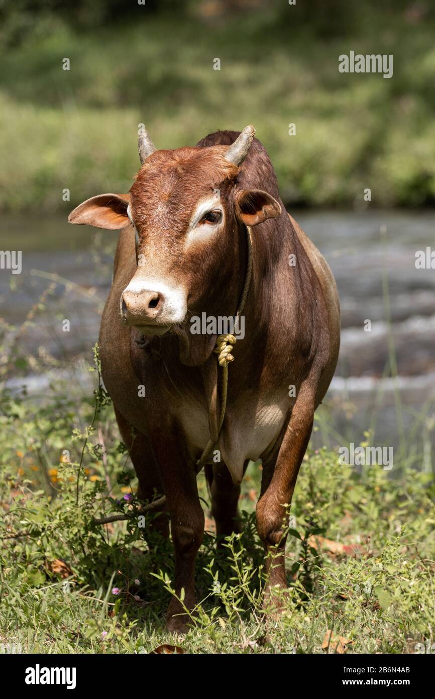 A single cow tethered at the riverside in Kerala, India Stock Photo - Alamy