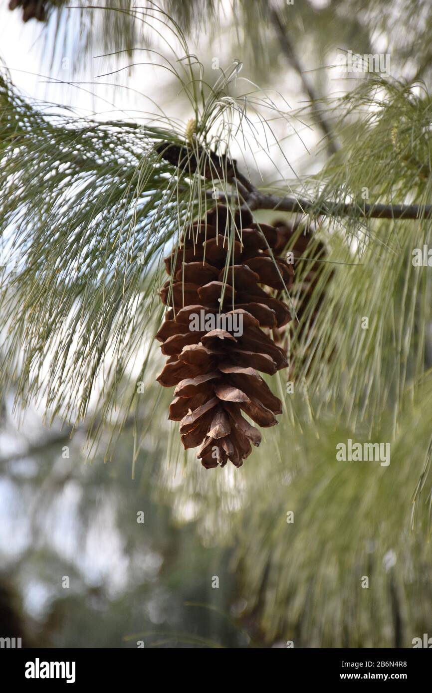 Pine cone seeds hi-res stock photography and images - Alamy