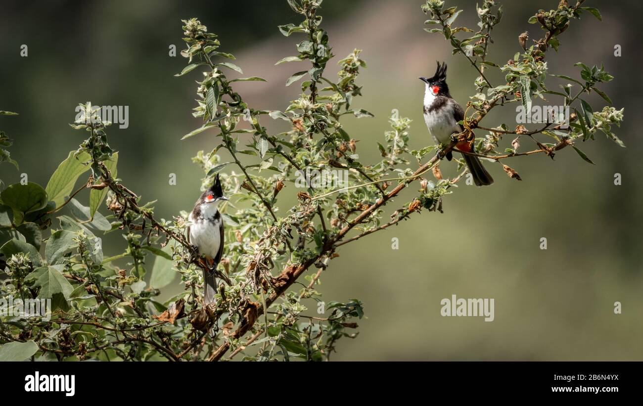 A pair of red whiskered bulbul birds of Kerala, India Stock Photo - Alamy