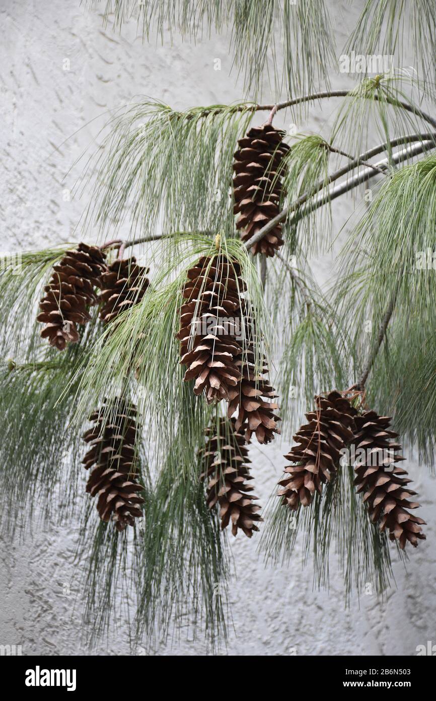 An evergreen thin branch with several pairs of long cones and thin and ...