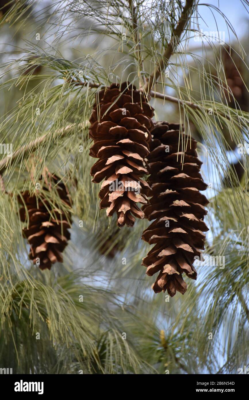Three long cones surrounded by thin and long pine needles hang on a ...