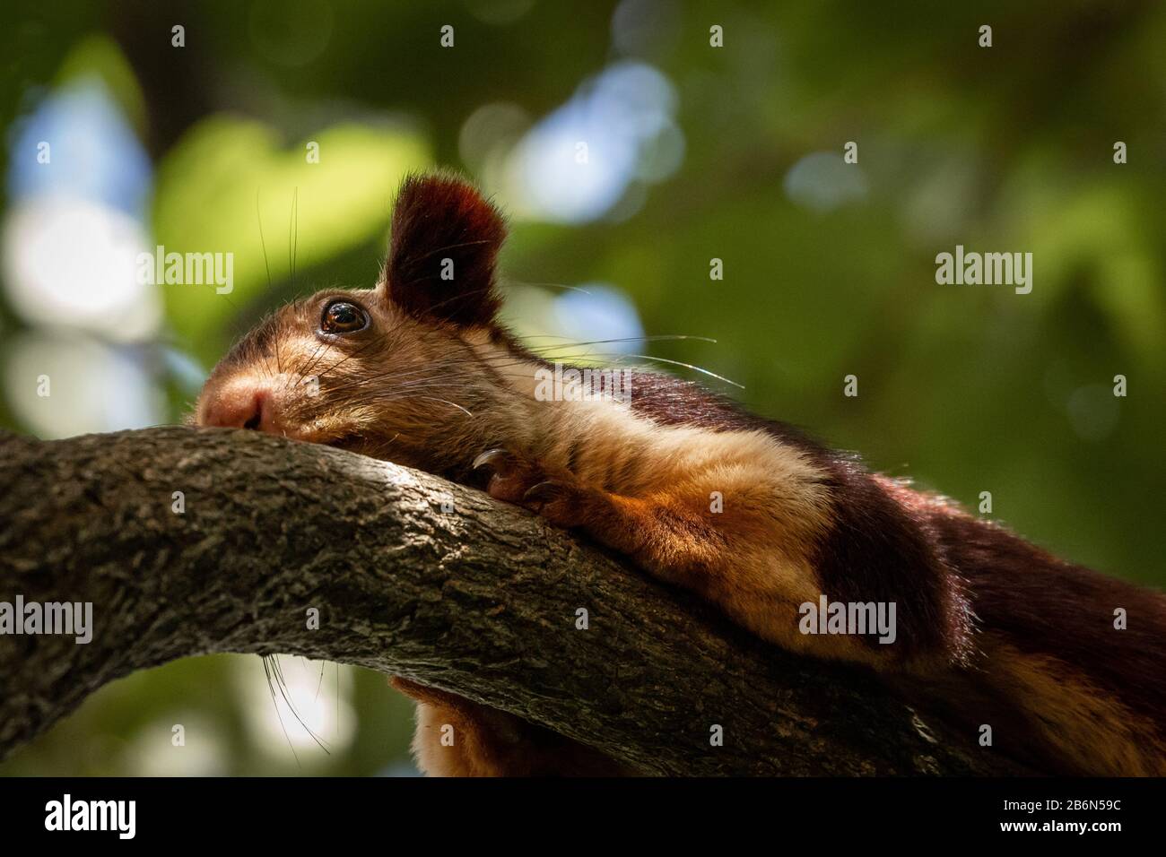 A single indian giant squirrel, Ratufa indica, laying on branch Stock ...