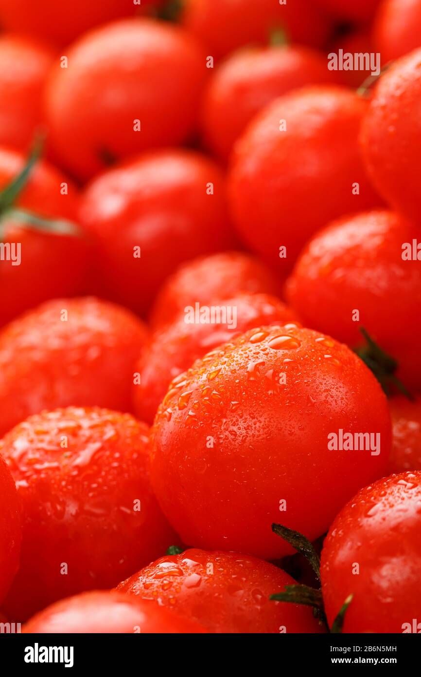 Lots of fresh ripe tomatoes with drops of dew. Close-up background with ...