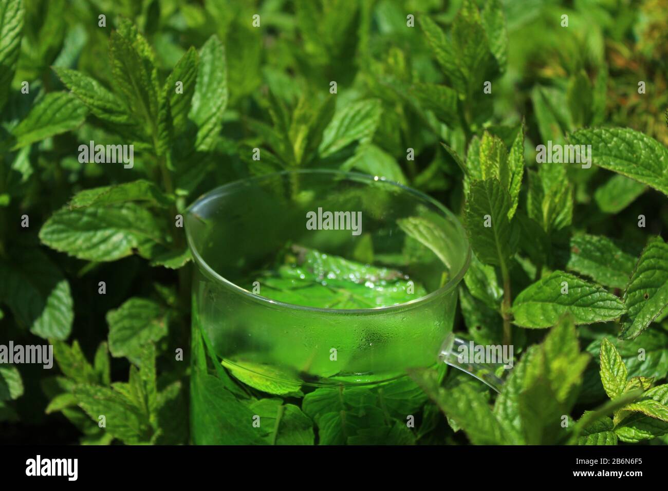 The picture shows a peppermint tea in the peppermint field Stock Photo ...