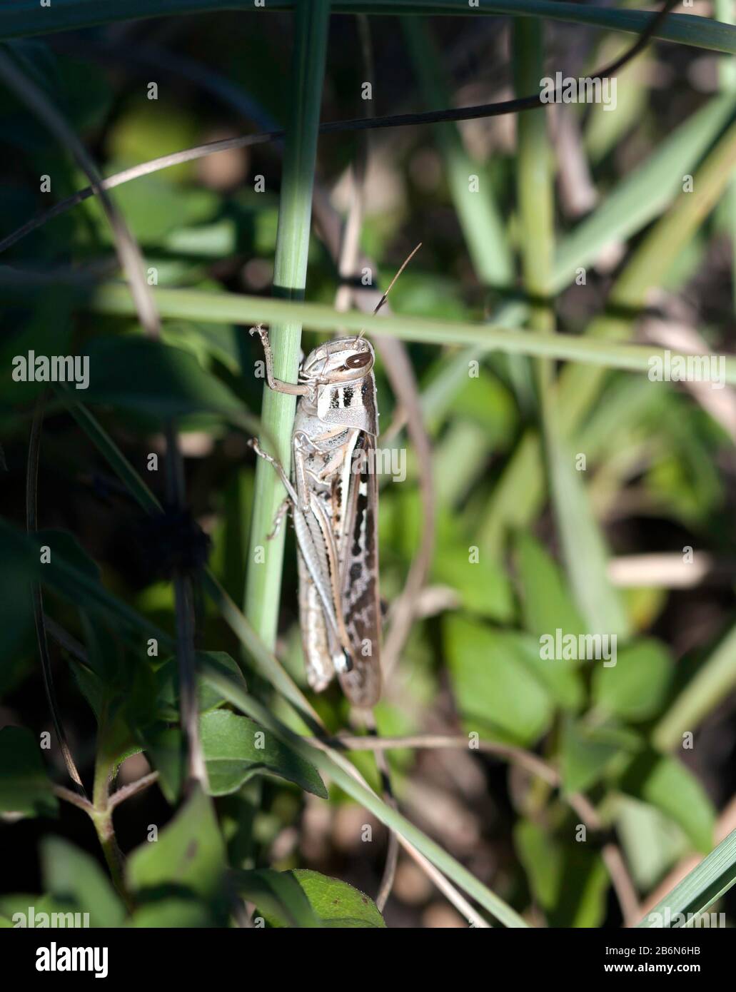 American grasshopper hi-res stock photography and images - Alamy
