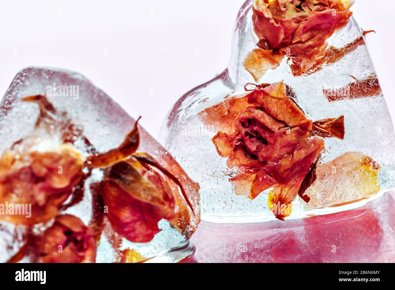 Frozen rose in ice cube creative photo Stock Photo - Alamy