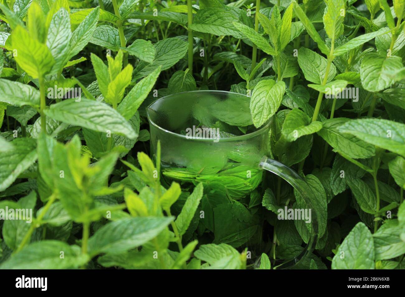 The picture shows a peppermint tea in the peppermint field Stock Photo ...