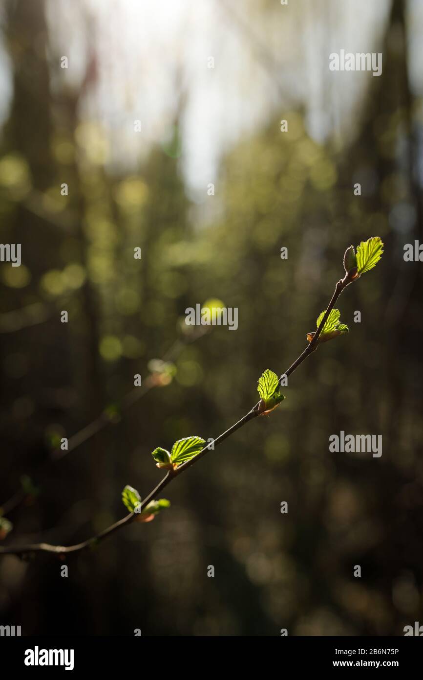 New leaves growing in twig at spring Stock Photo - Alamy