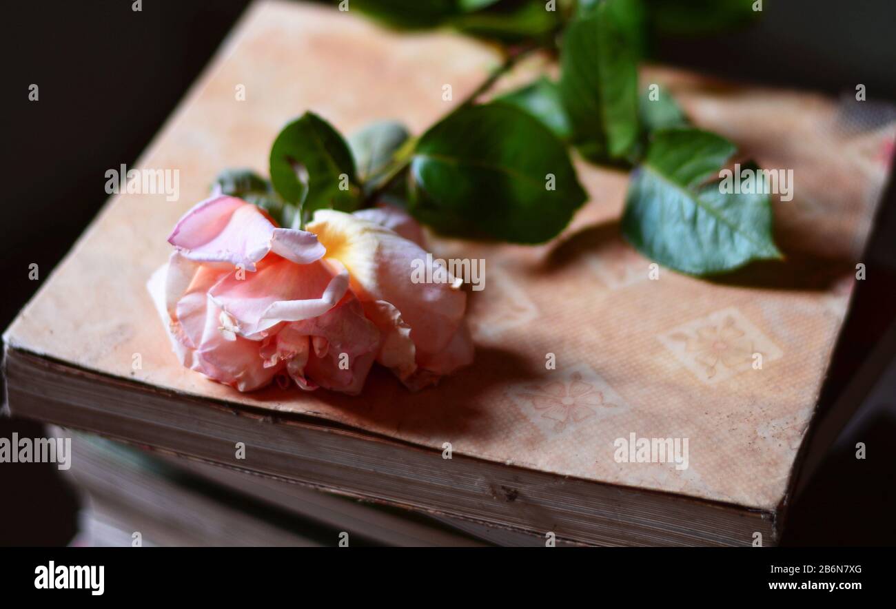 The rose now withered on a poetry book Stock Photo - Alamy