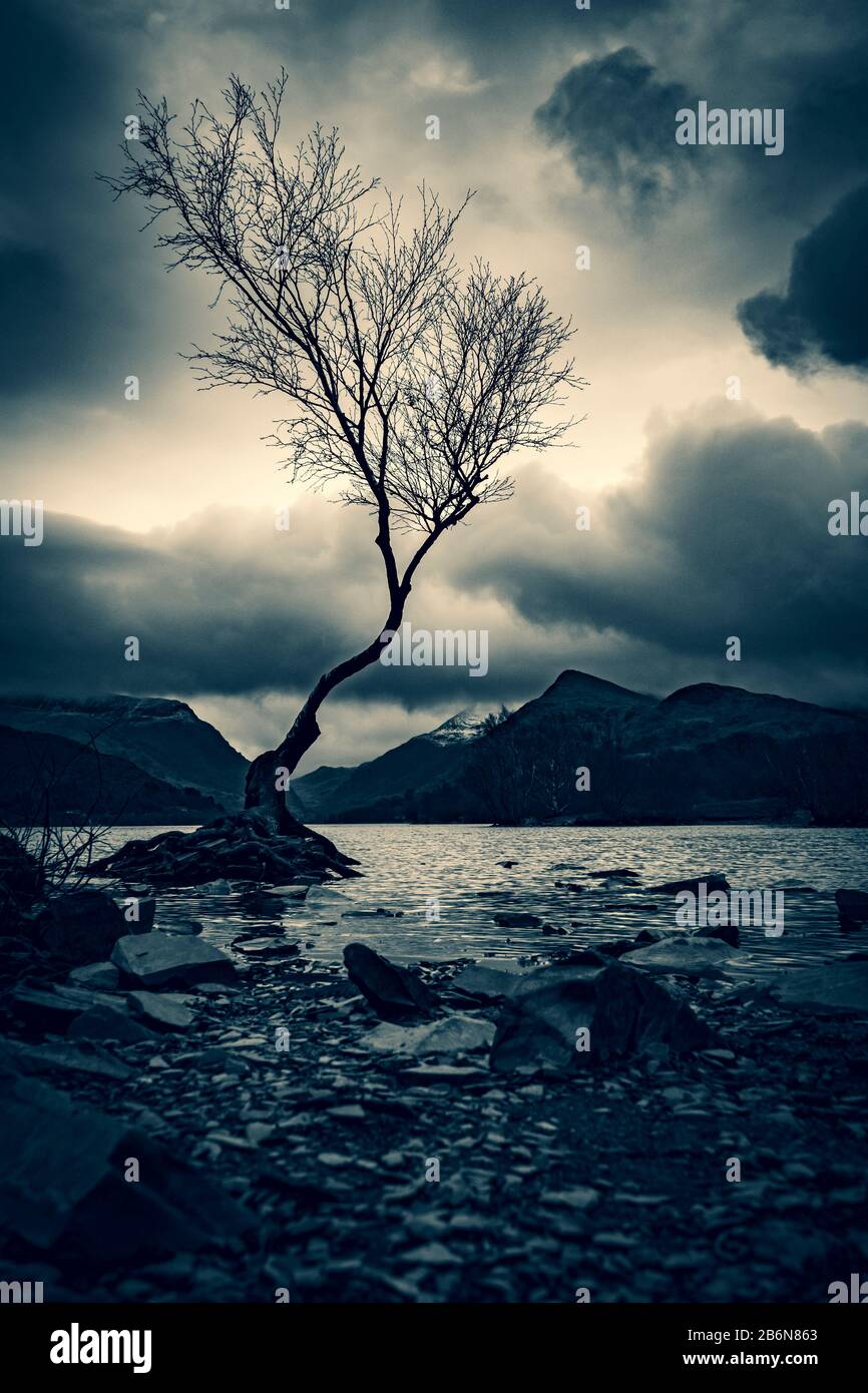 Lonely tree llyn padarn hi-res stock photography and images - Alamy