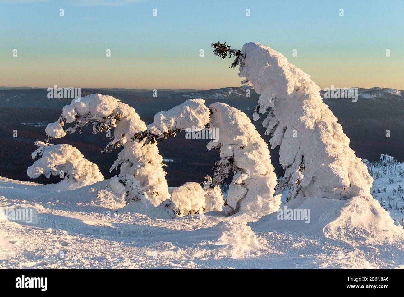Mountainside with snow-covered trees, winter landscape Stock Photo - Alamy