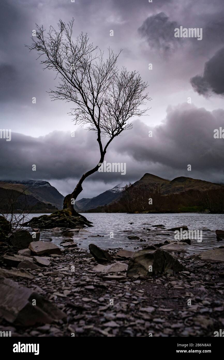 Lone tree at Llyn Padarn, Llanberis, Snowdonia, North Wales, UK Stock ...