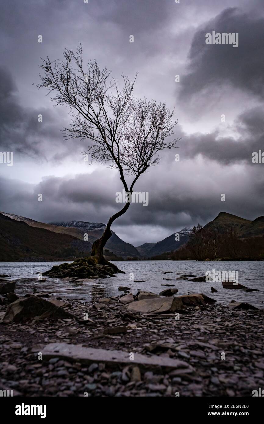 The lonely tree llanberis hi-res stock photography and images - Alamy