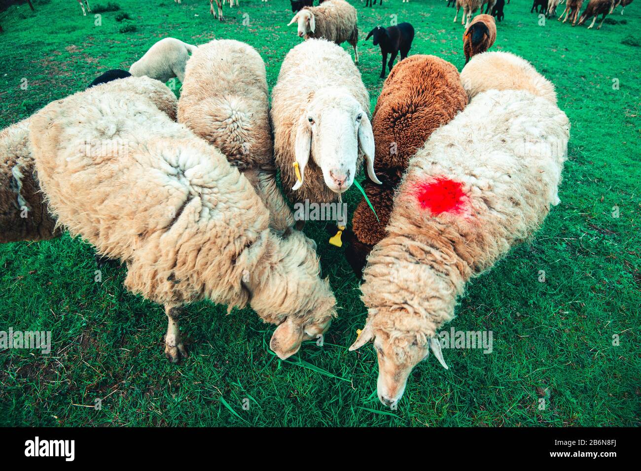 Raising its head hi-res stock photography and images - Alamy