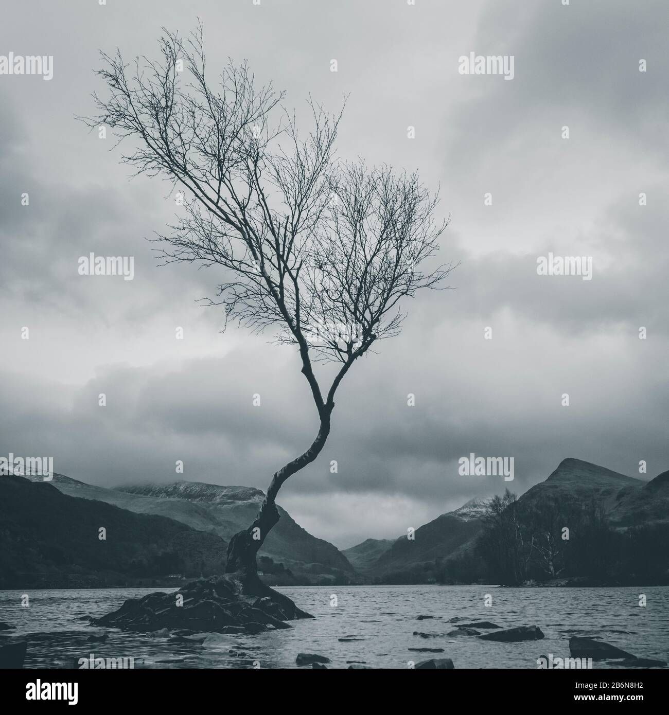 Lone tree at Llyn Padarn, Llanberis, Snowdonia, North Wales, UK Stock ...
