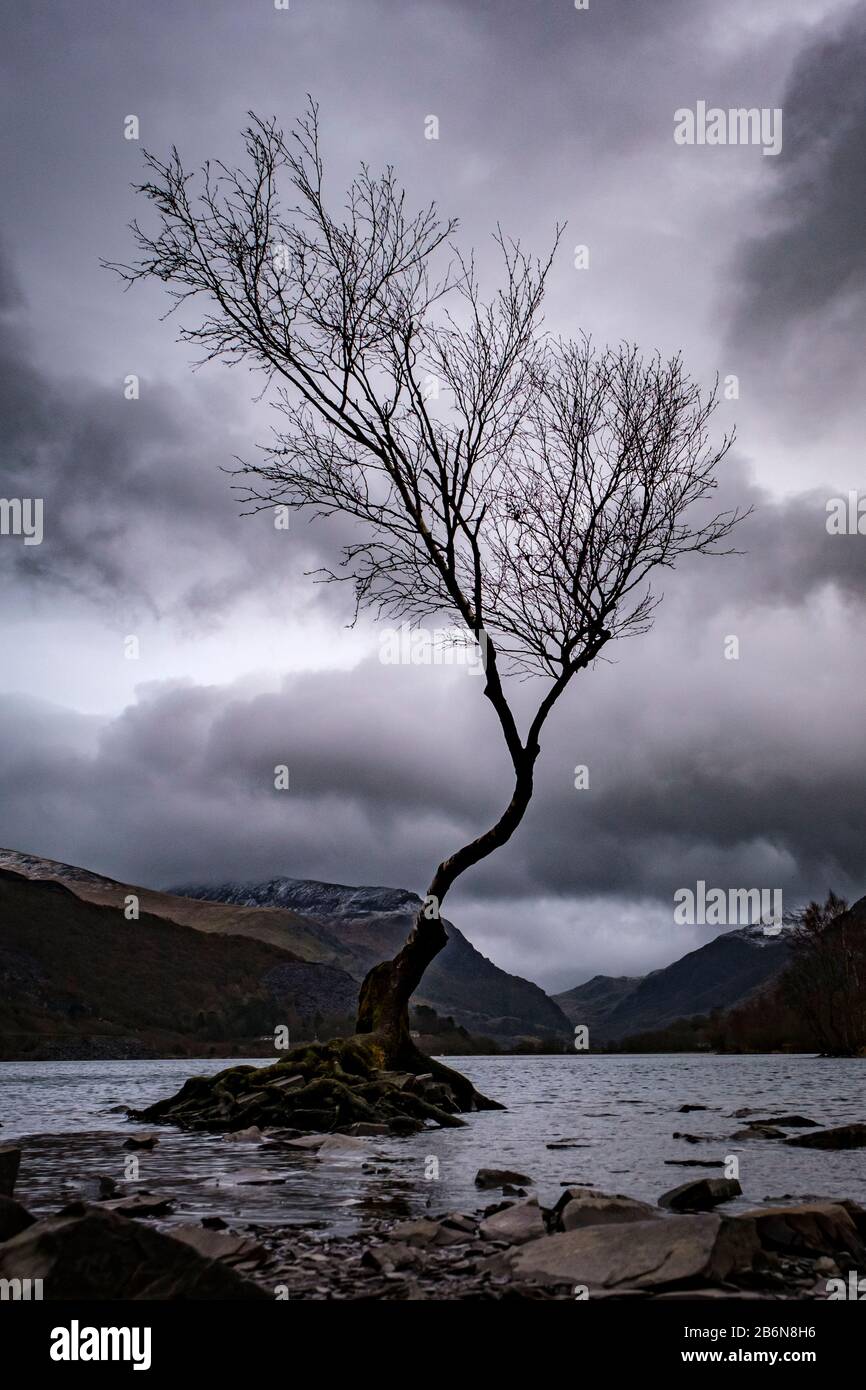 Lone tree at Llyn Padarn, Llanberis, Snowdonia, North Wales, UK Stock ...