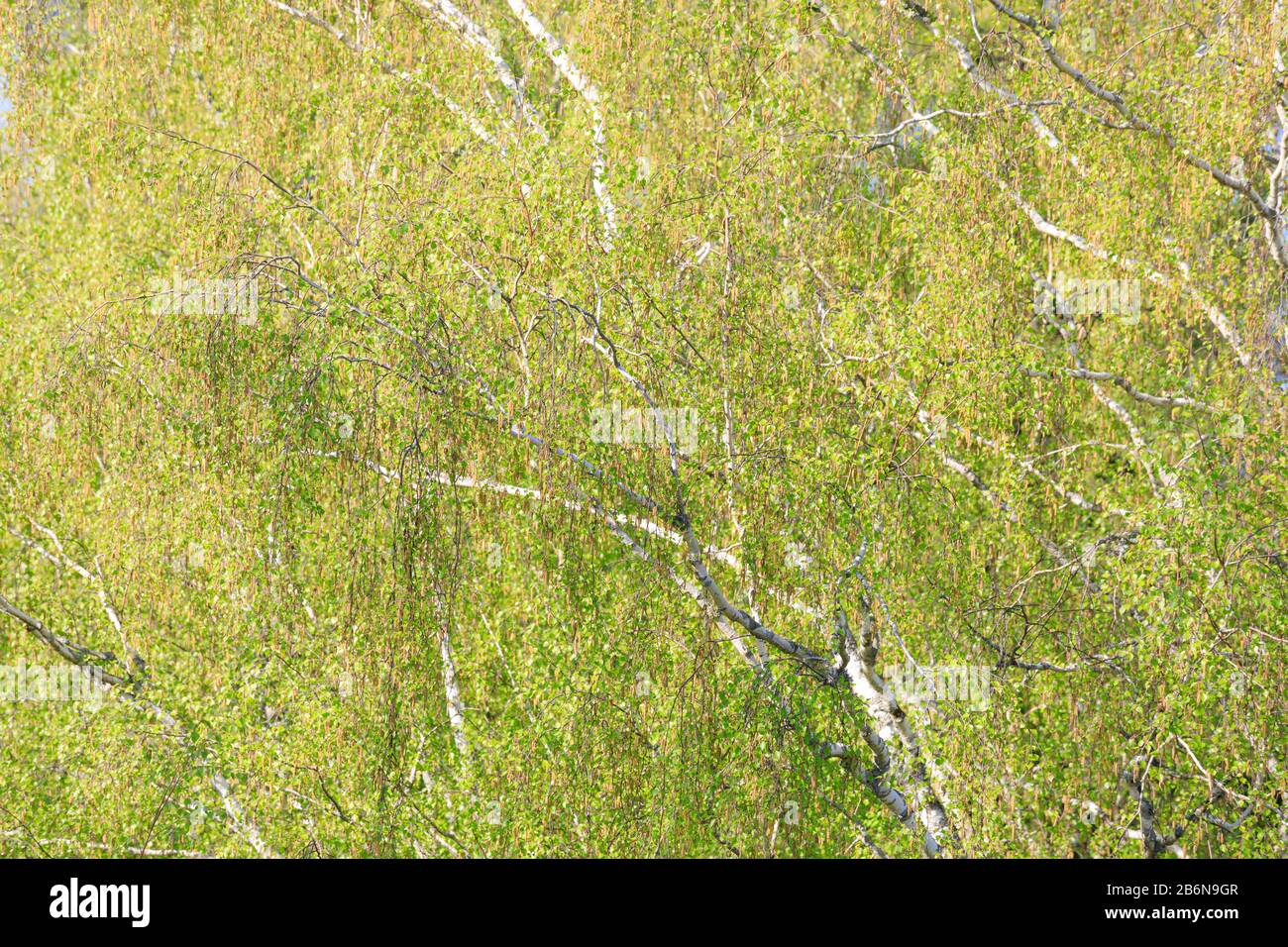 Birch tree foliage growing at spring day sunshine Stock Photo - Alamy