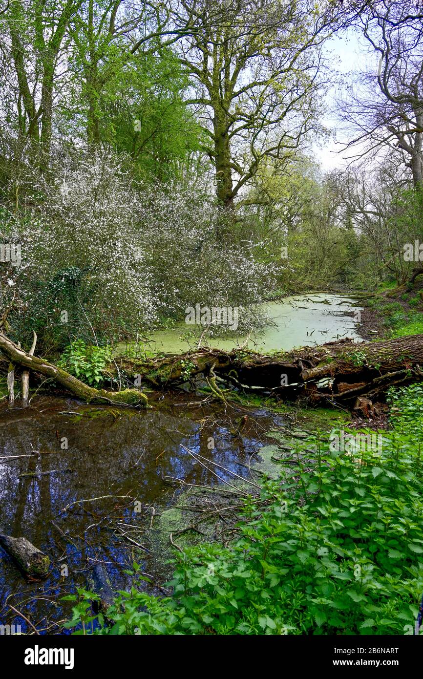 Water weed canal hi-res stock photography and images - Alamy