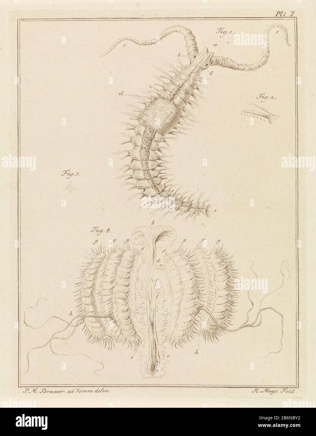 Franjeworm en een ribkwalletje Figures 1 and 2 show the Fringe Worm ...