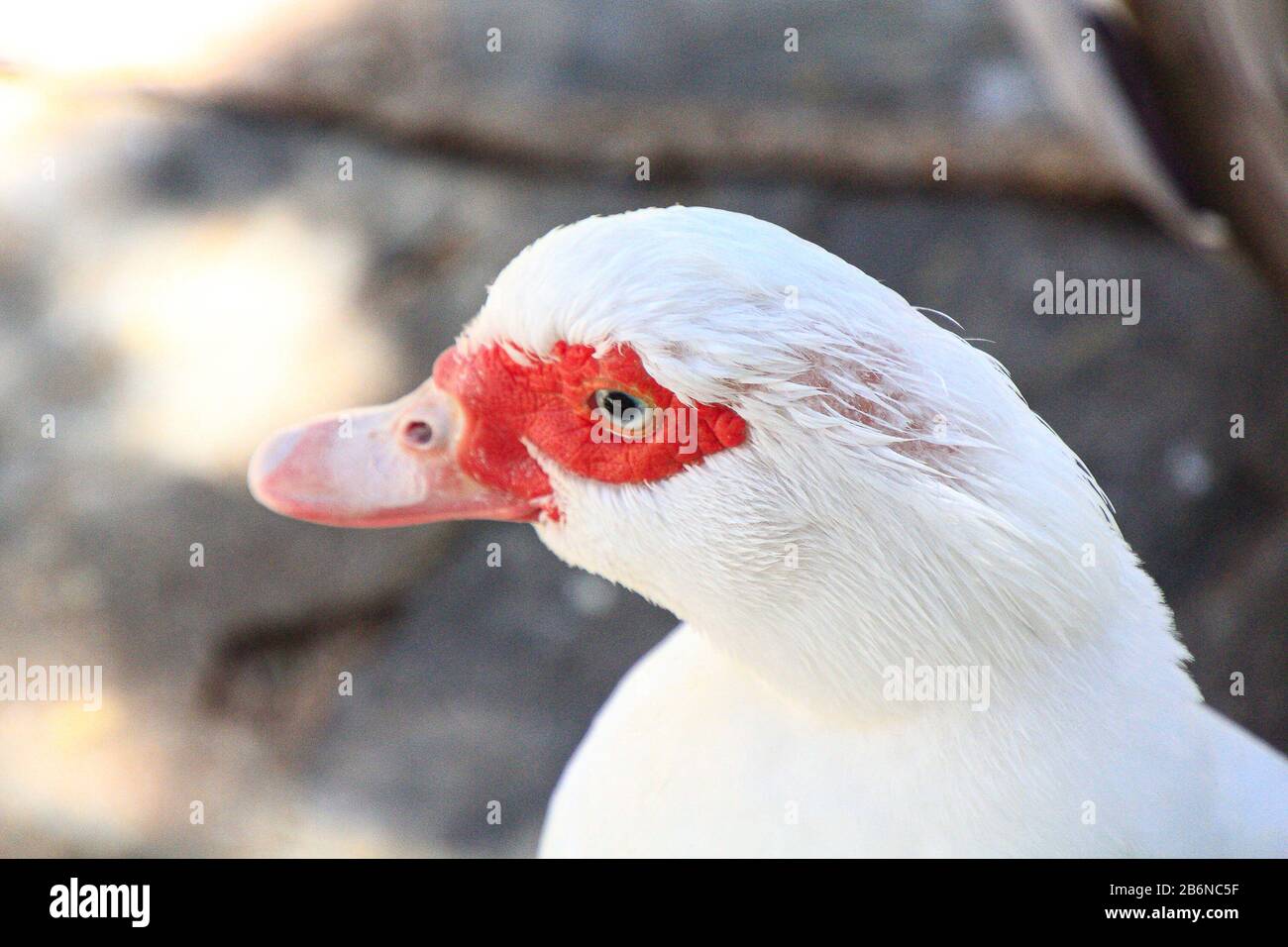 white duck with red mask Stock Photo - Alamy