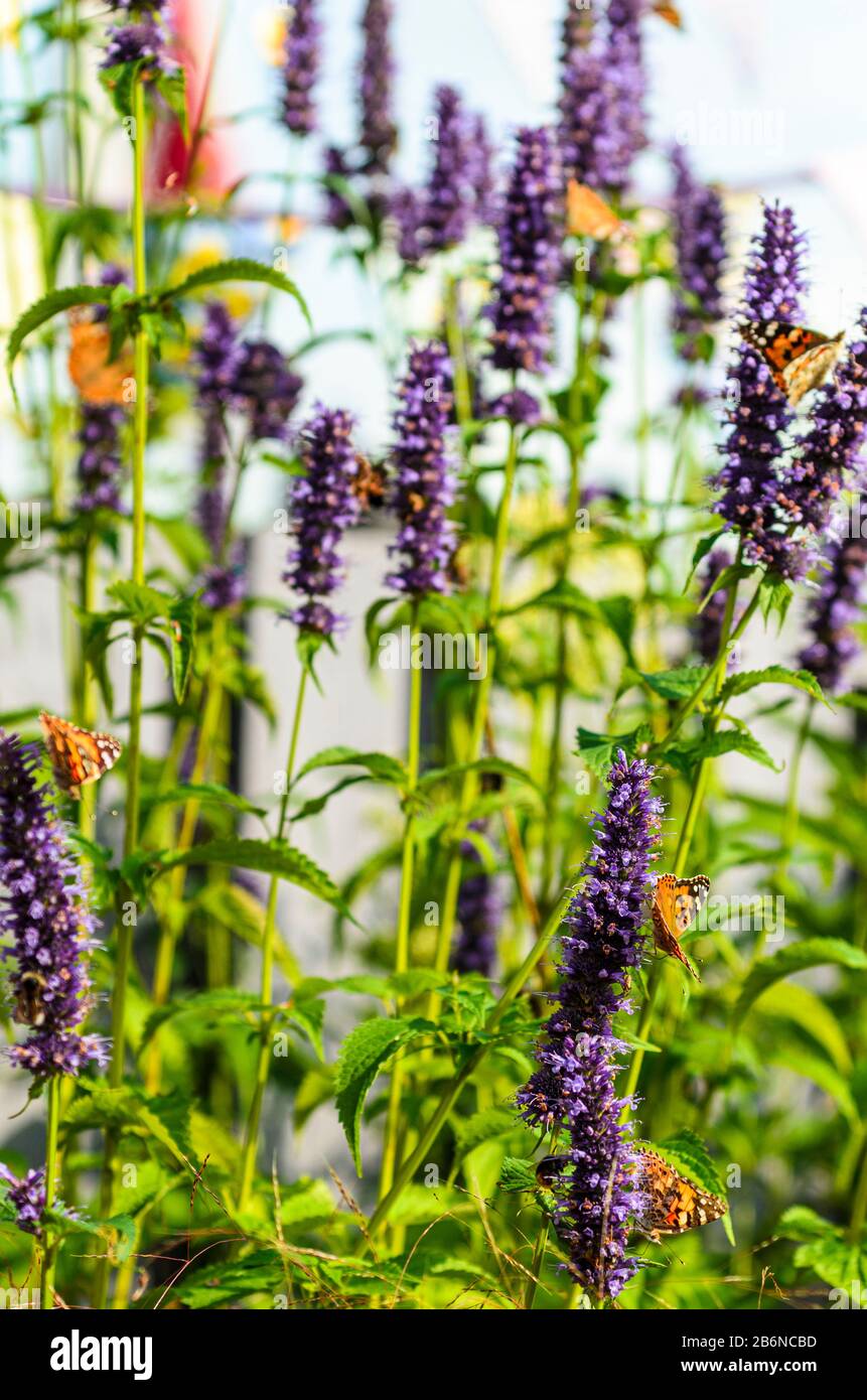 Lady butterflies hi-res stock photography and images - Alamy