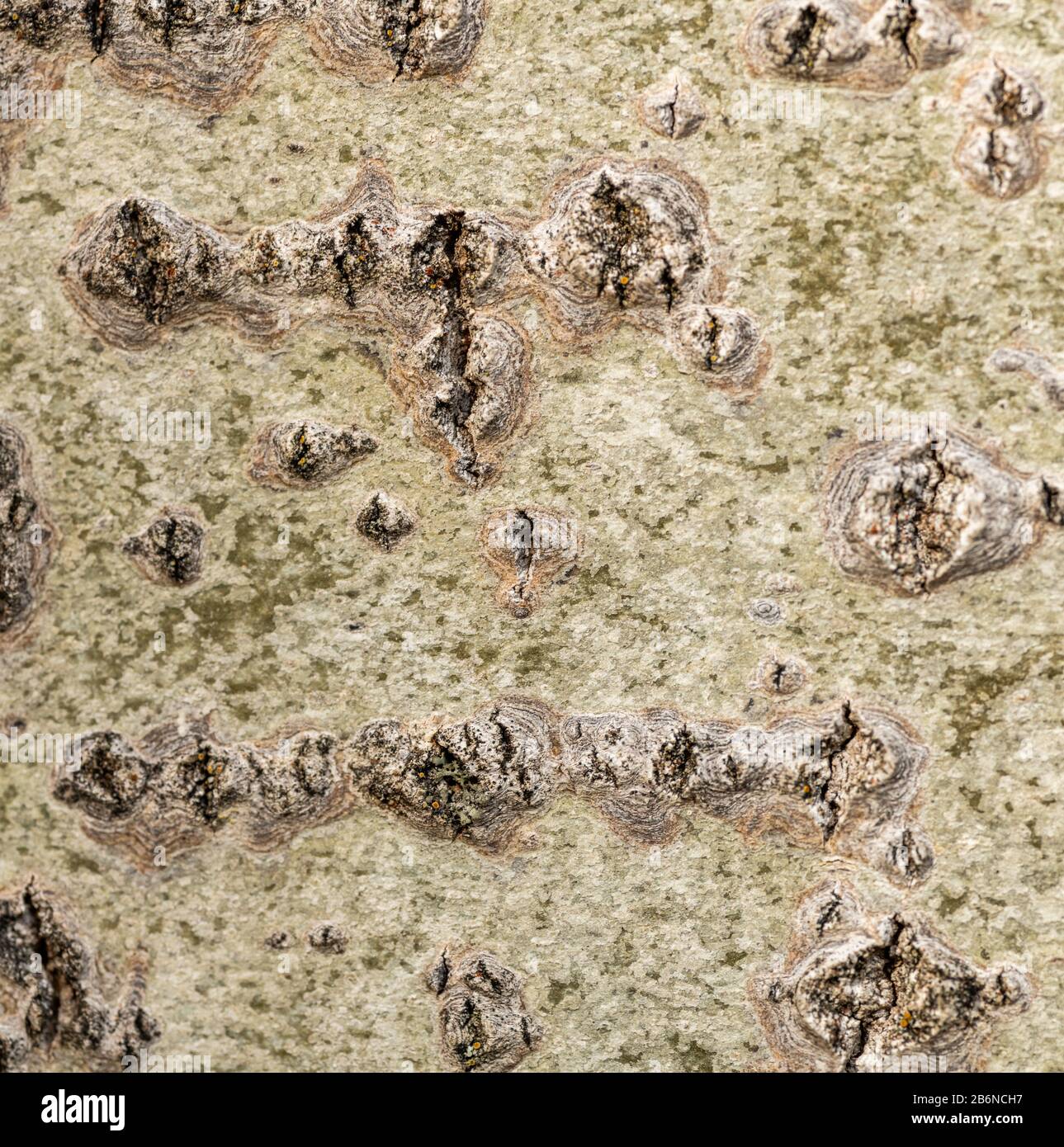 white bark texture of birch tree Stock Photo - Alamy