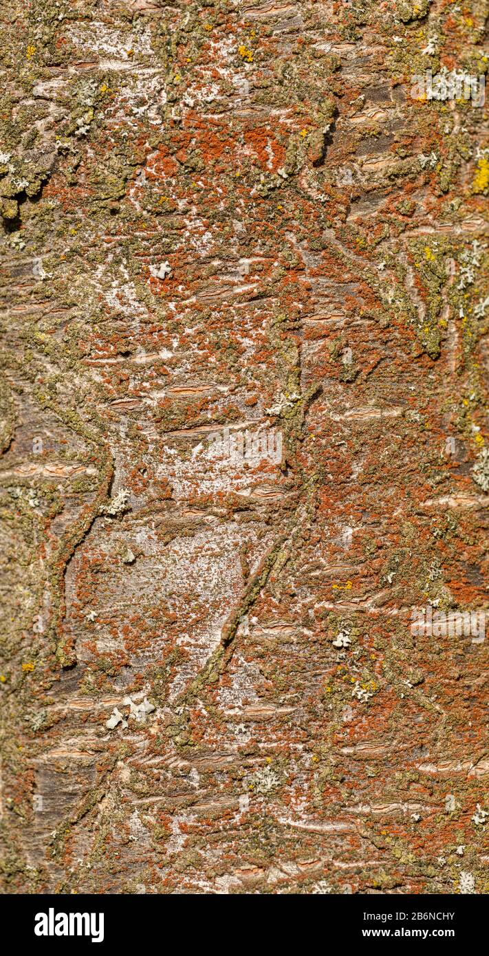 Red wood forest texture detail hi-res stock photography and images - Alamy