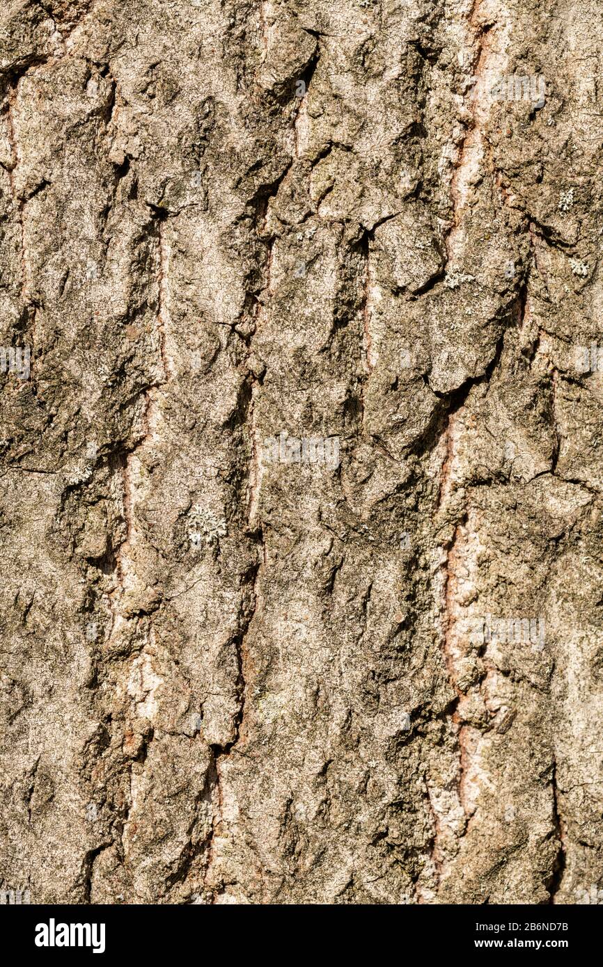 grey texture of tree bark Stock Photo - Alamy