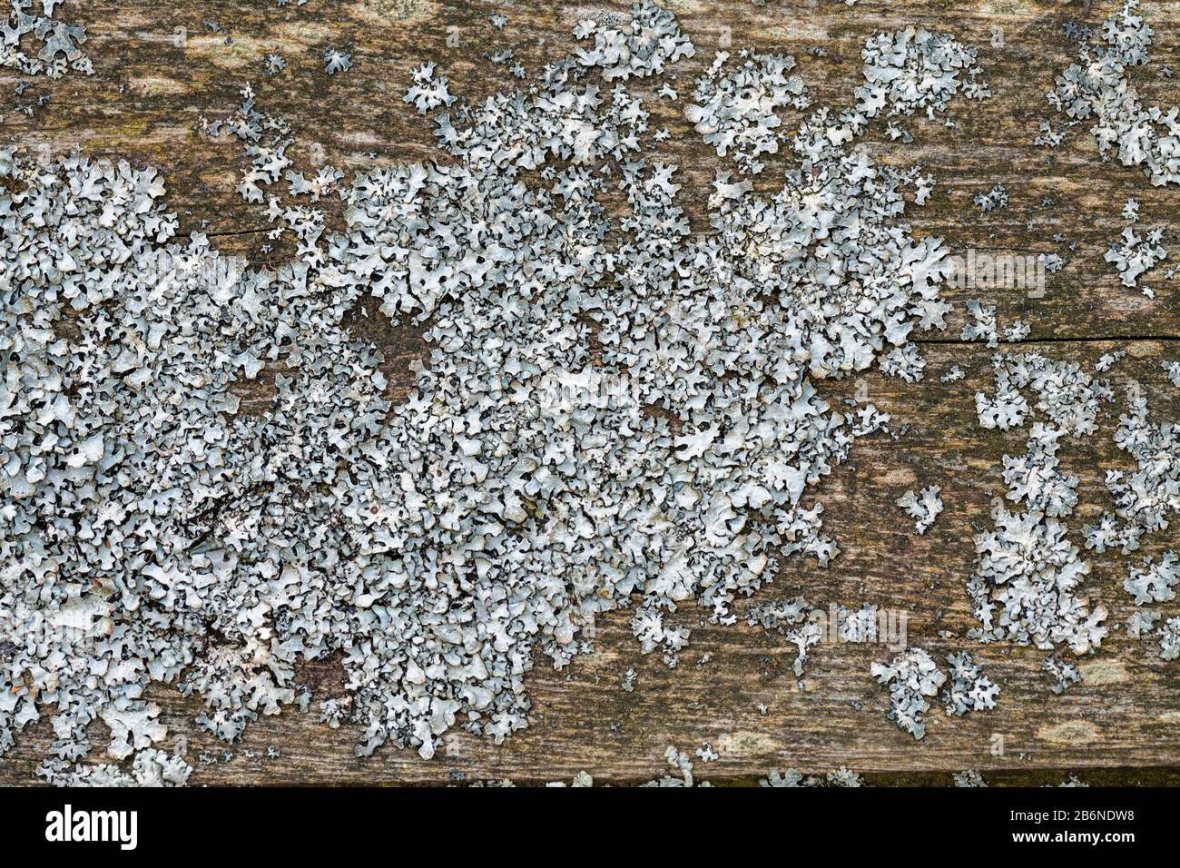 Grey lichen hi-res stock photography and images - Alamy