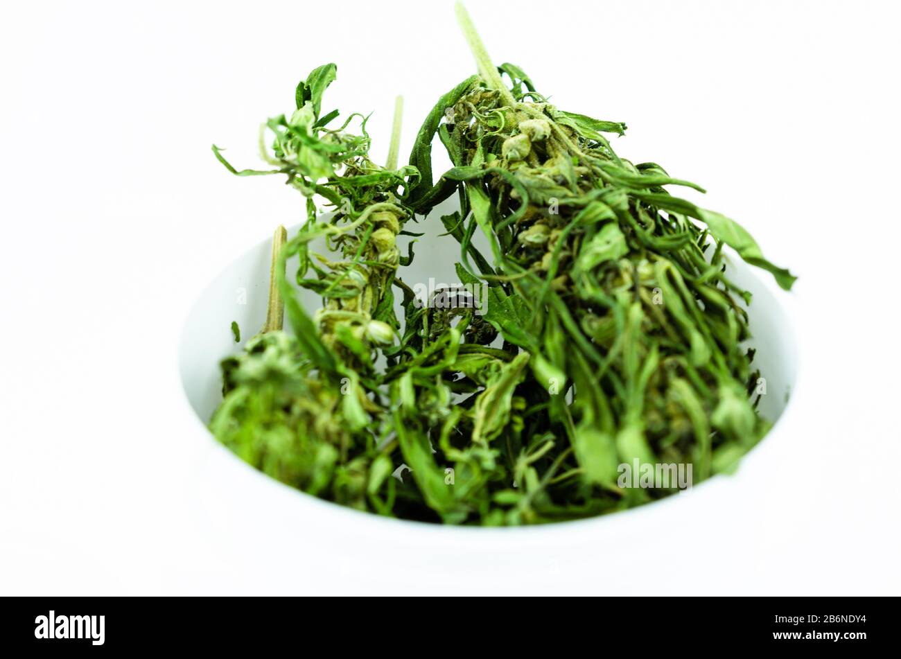 Macro of recreational medical CBD plant marijuana flower bud in a white ...