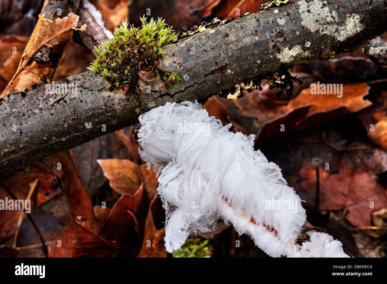 Rotten Branches High Resolution Stock Photography and Images - Alamy