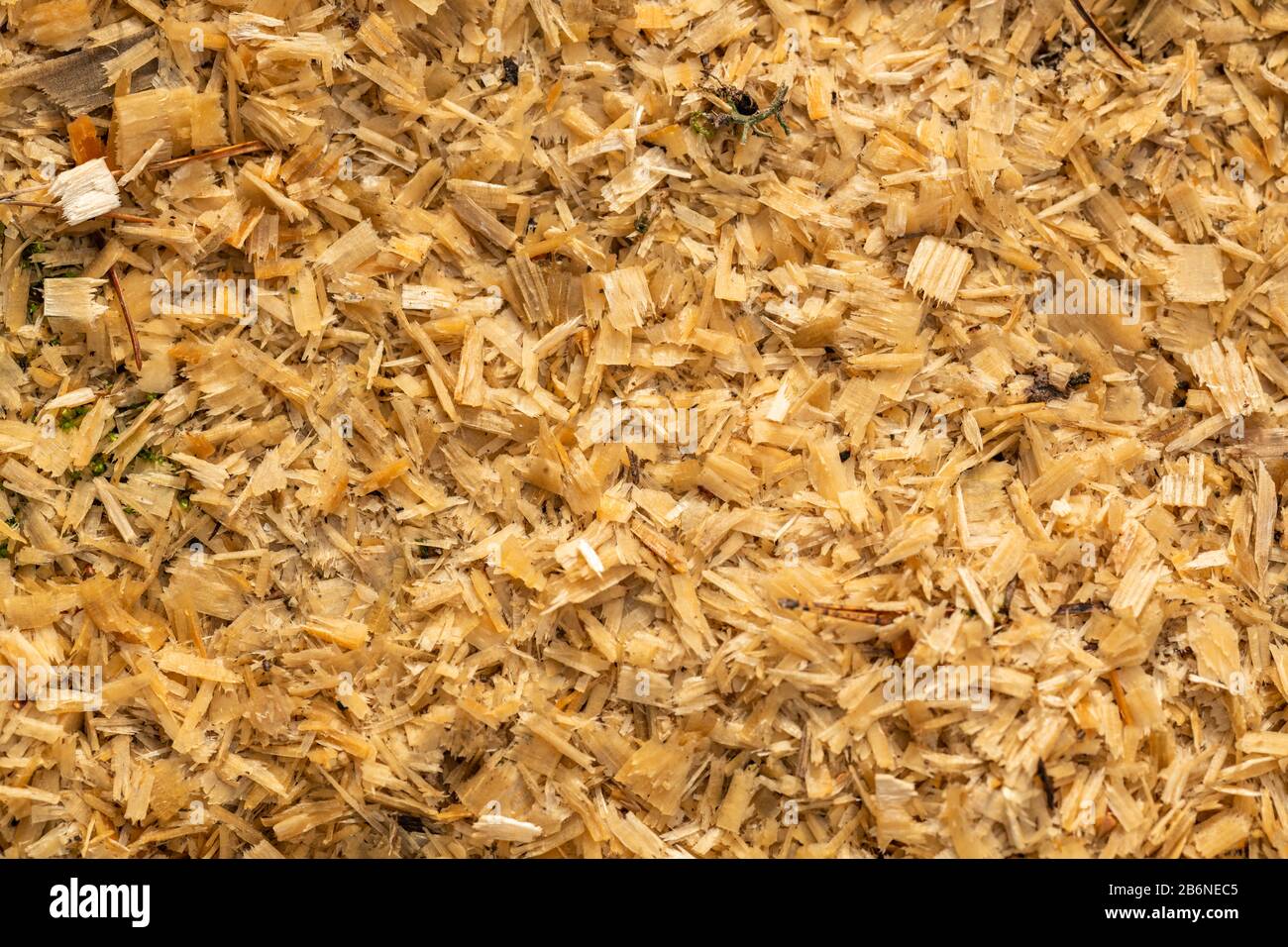 texture of wood chips after wood cut Stock Photo - Alamy