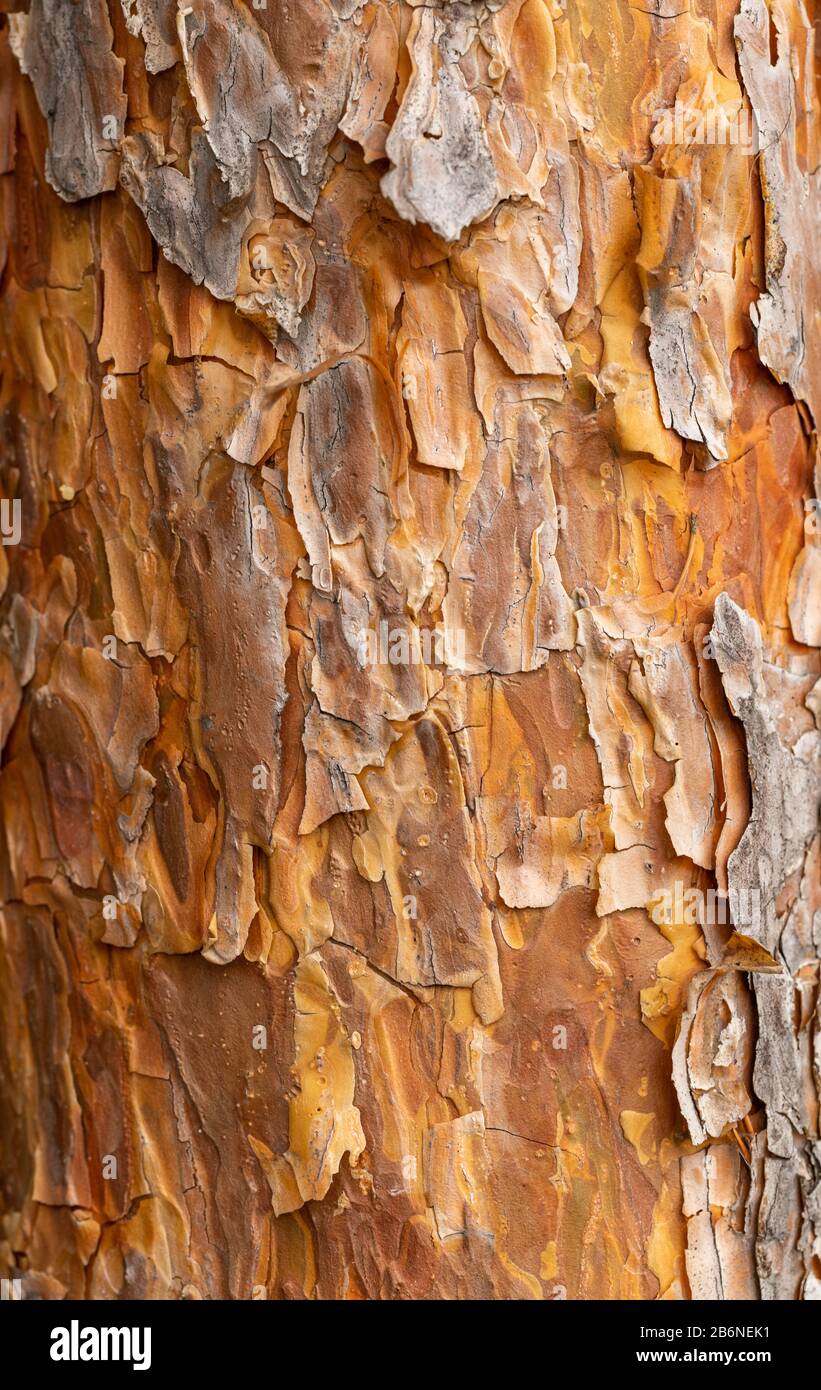 texture of pine tree bark Stock Photo - Alamy