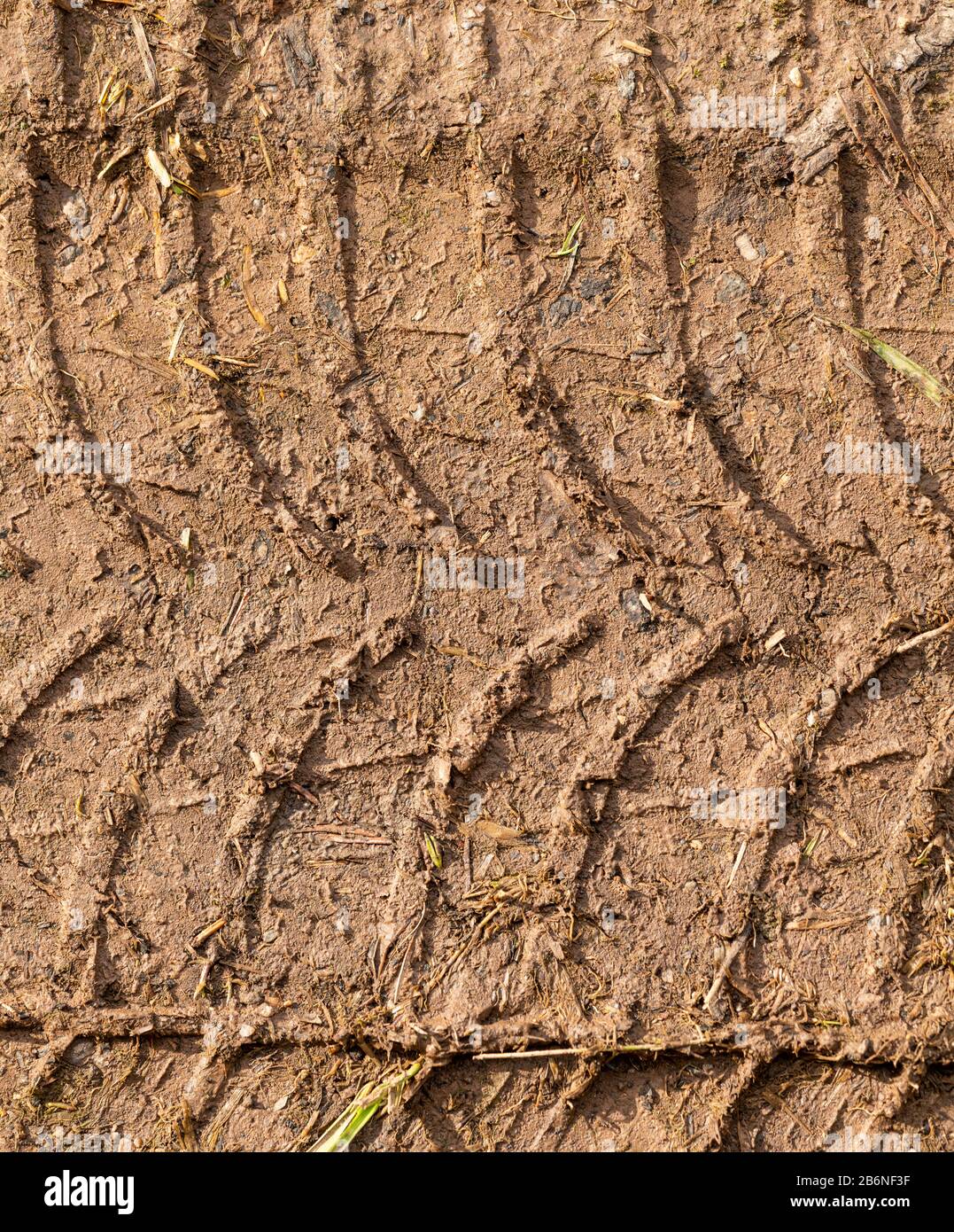 texture of car tire trail in mud Stock Photo - Alamy