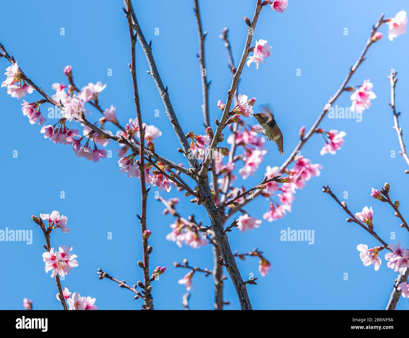 Flying humming bird eating flower nectar from a cherry blossom tree ...