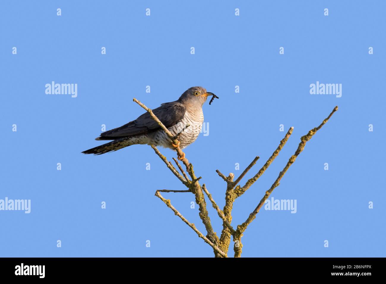 Common cuckoo (Cuculus canorus) male perched in tree with caterpillar ...