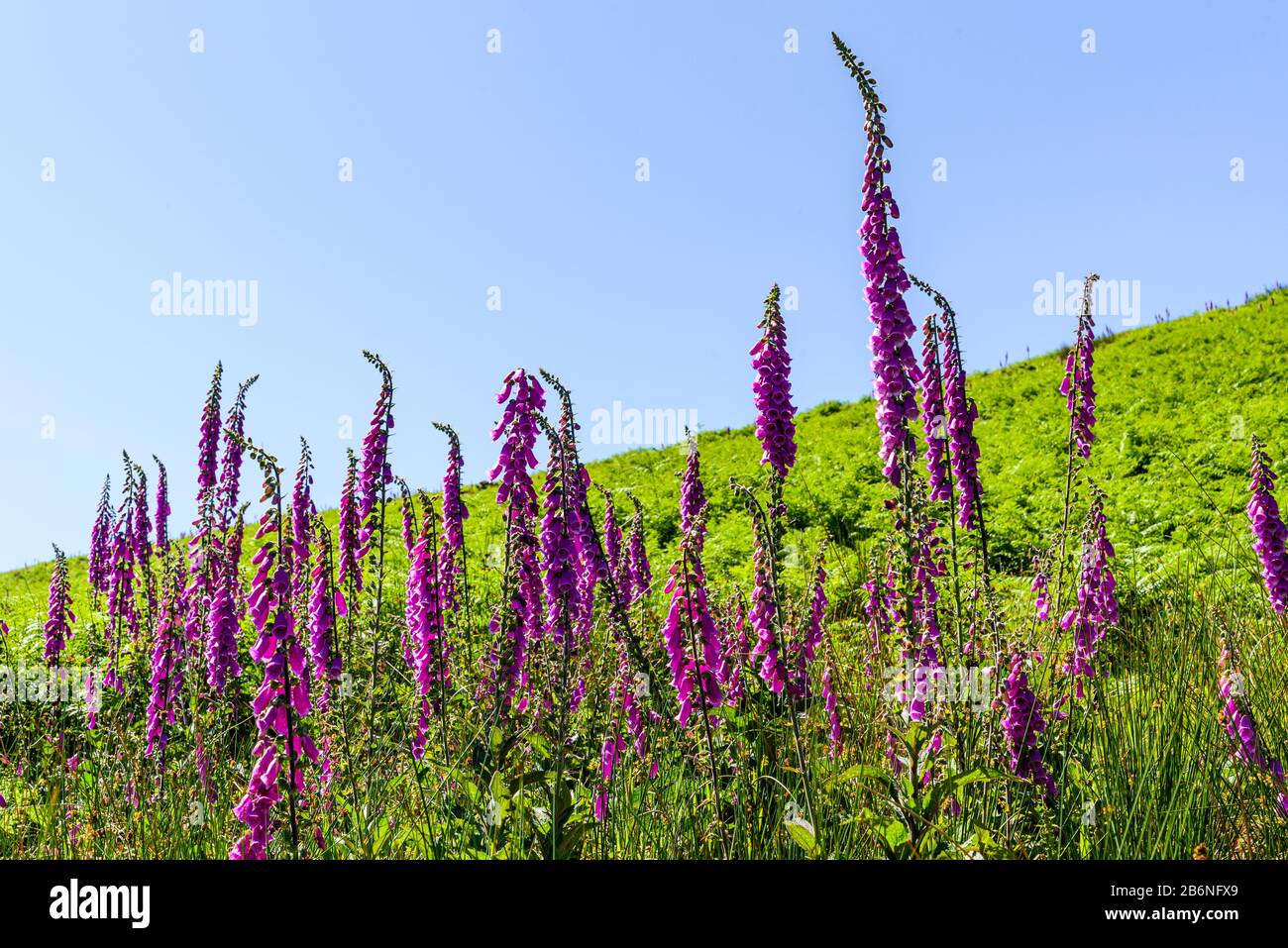 Foxgloves in Mallerstang valley in the Yorkshire Dales Stock Photo - Alamy