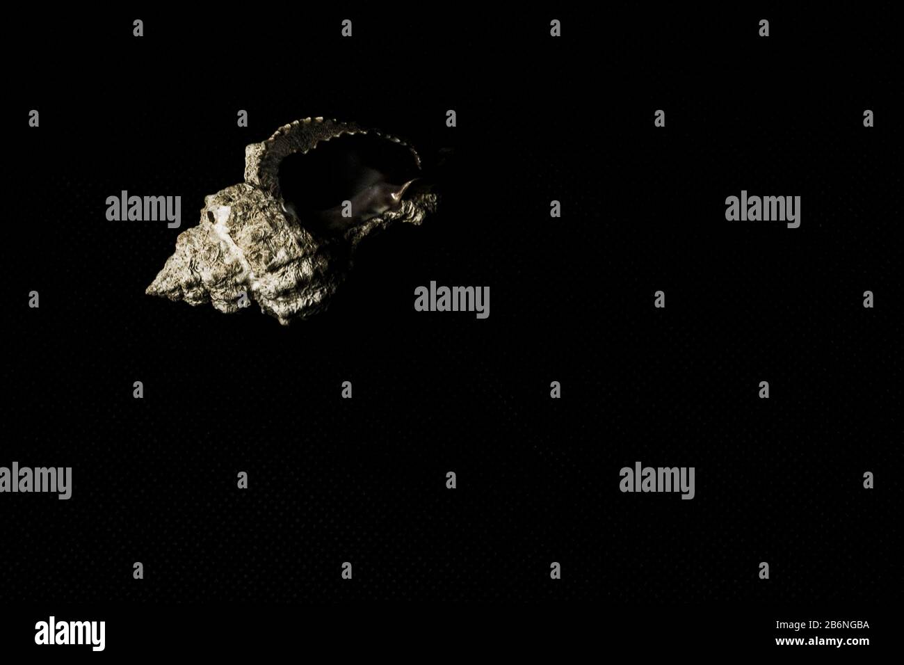 Black and white sea shells hi-res stock photography and images - Alamy