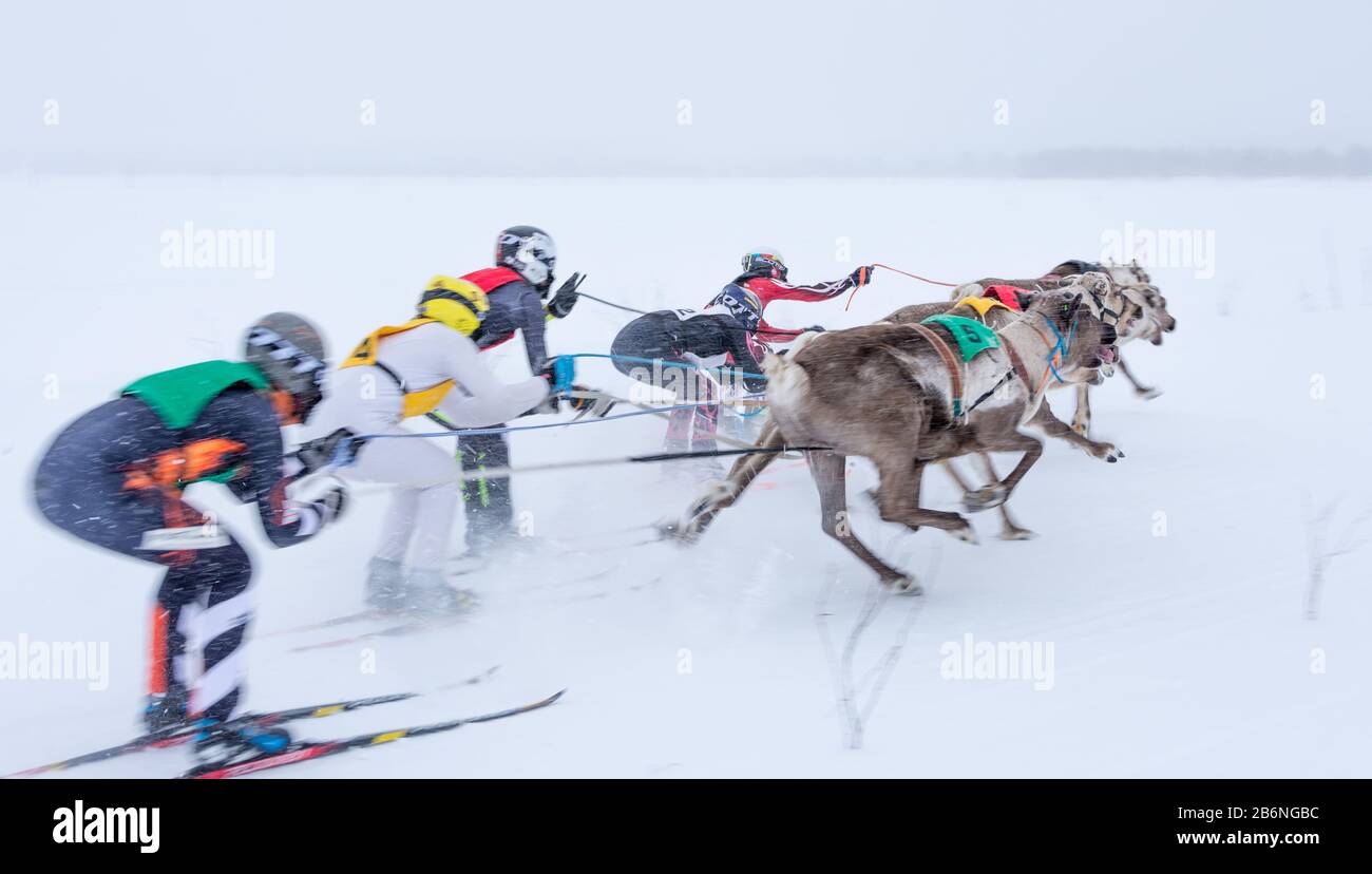 Reindeer race in Äkäslompolo, Finland's Lapland Stock Photo - Alamy