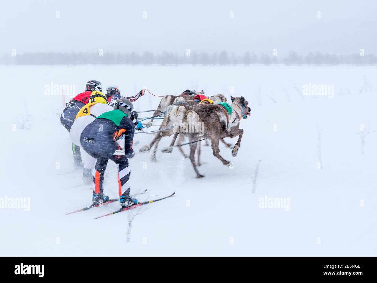 Reindeer race in Äkäslompolo, Finland's Lapland Stock Photo - Alamy