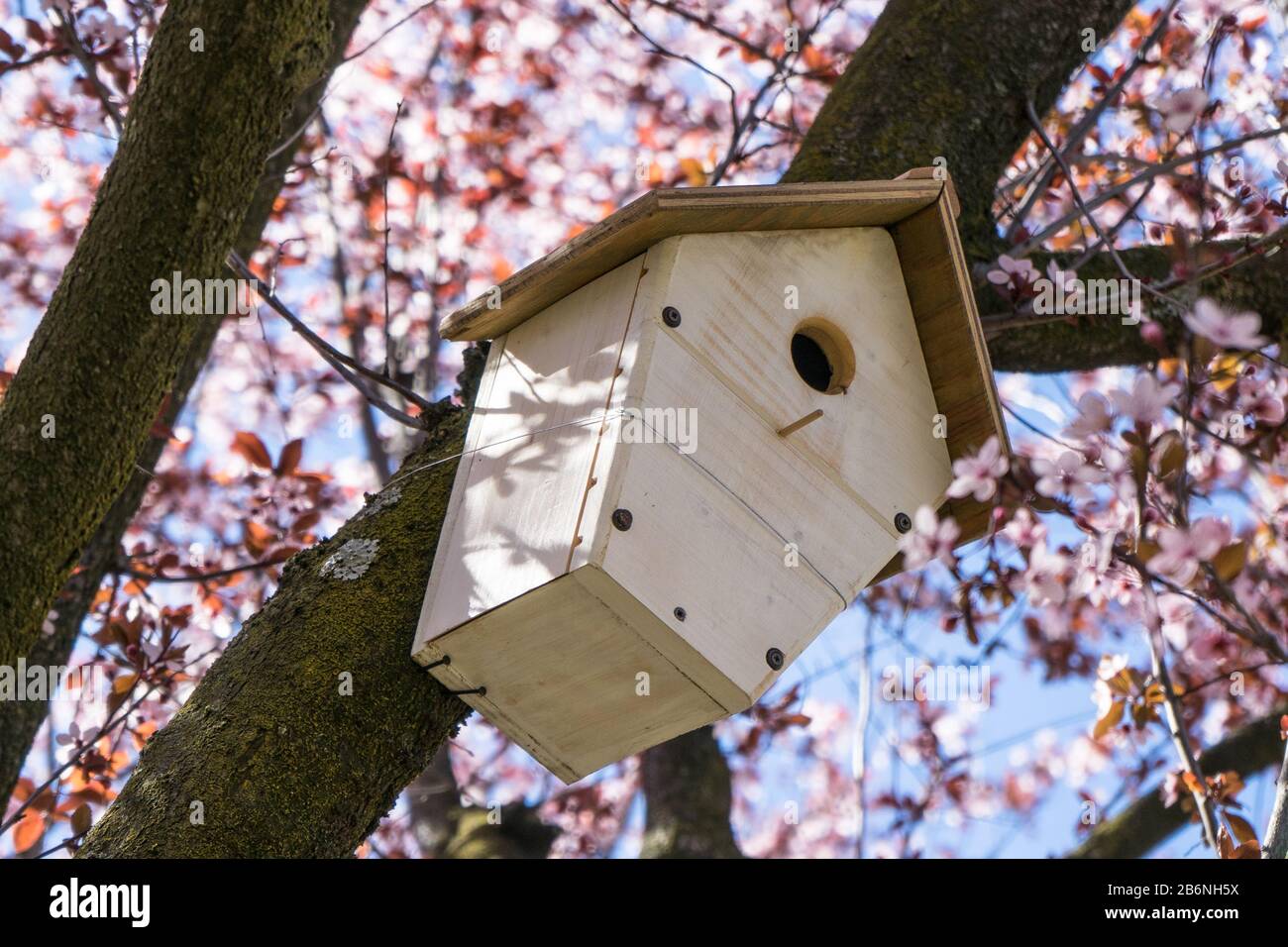 Wooden house on the tree hi-res stock photography and images - Alamy