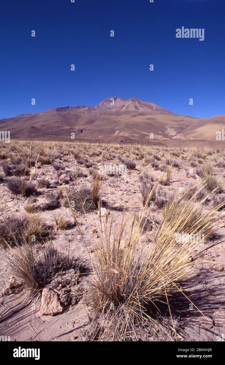Peru, Altiplano, nearly 16,000 feet elevation. Ichu grass Stock Photo ...