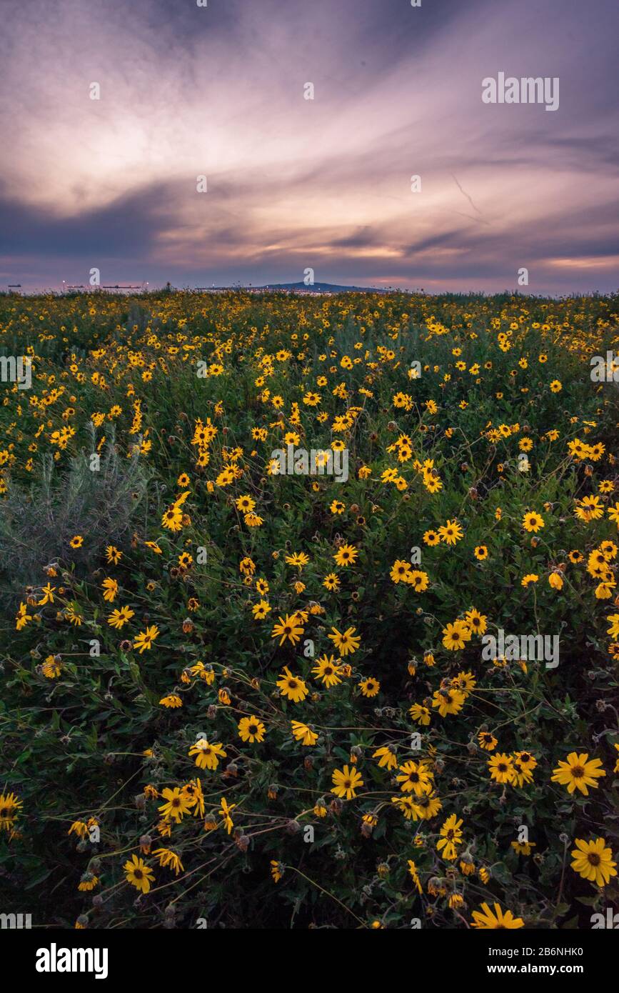 A field of yellow flowers at sunset Stock Photo - Alamy