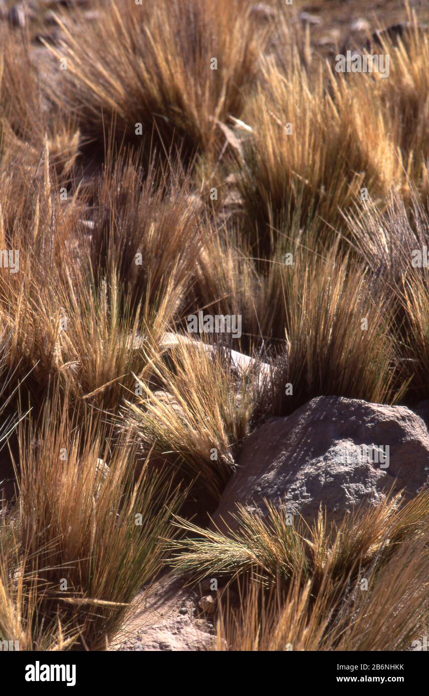 Peru, Altiplano, nearly 16,000 feet elevation. Ichu grass Stock Photo ...