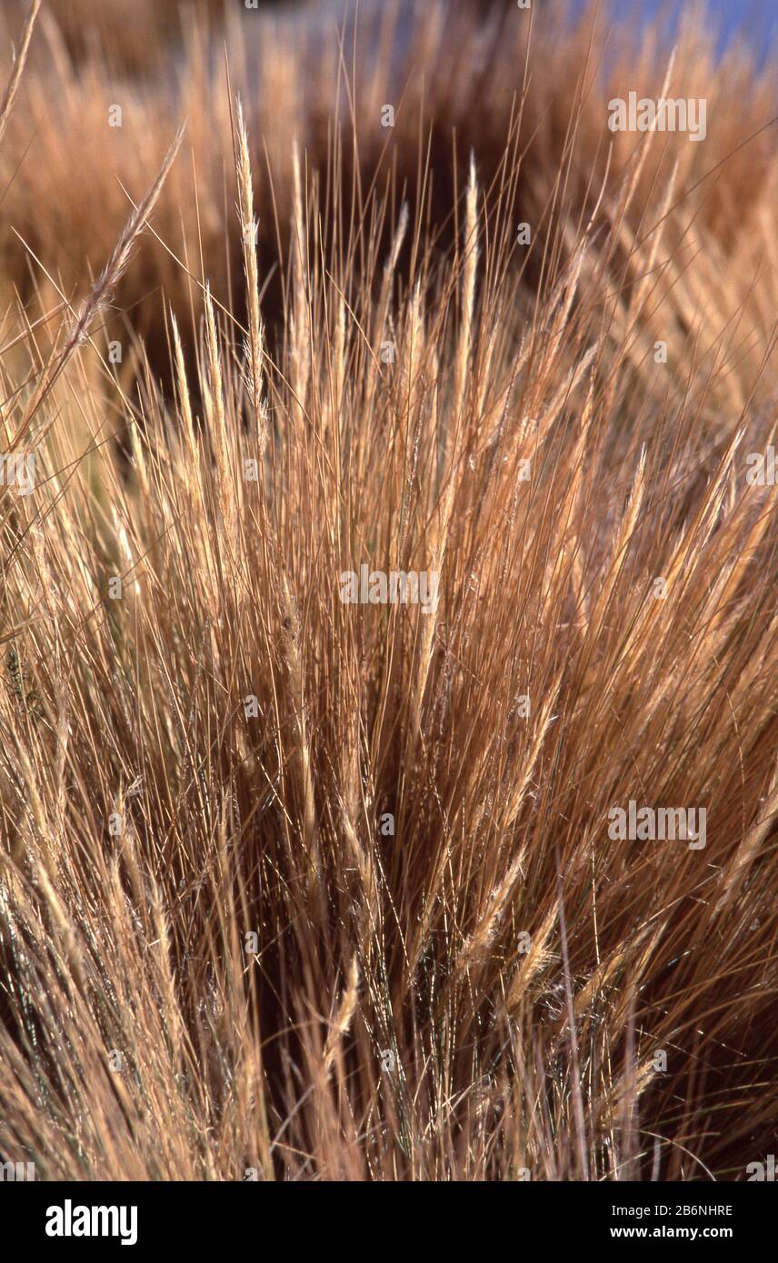 Peru, Altiplano, nearly 16,000 feet elevation. Ichu grass Stock Photo ...